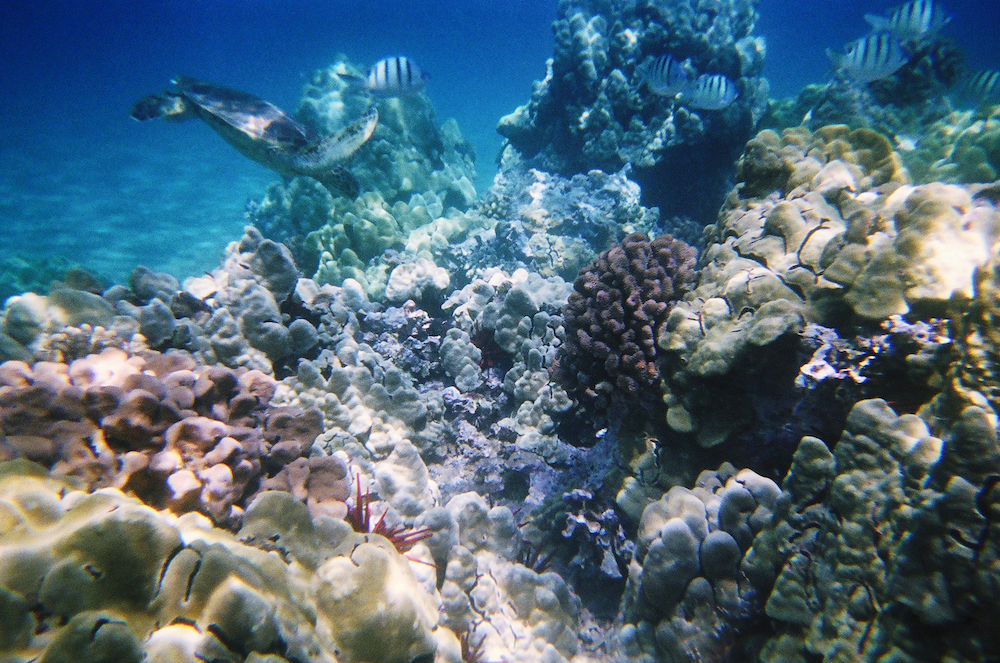 Swimming With Honu - Further Adventures Of